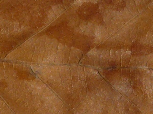 texture 0043 - Texturelib